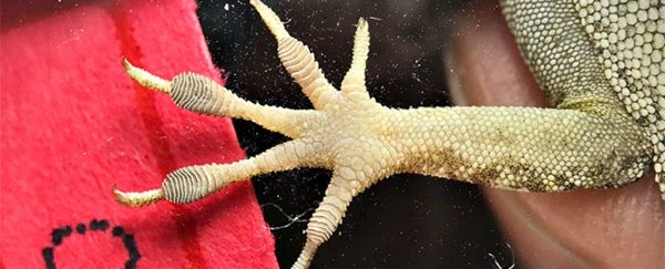 Believe in Evolution! | JordanLampert.com